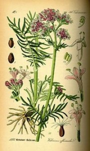 Ancient Perfume - EARLY CHURCH HISTORY